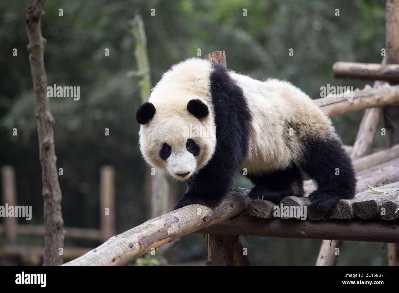 lovely giant panda in zoo Stock Photo - Alamy