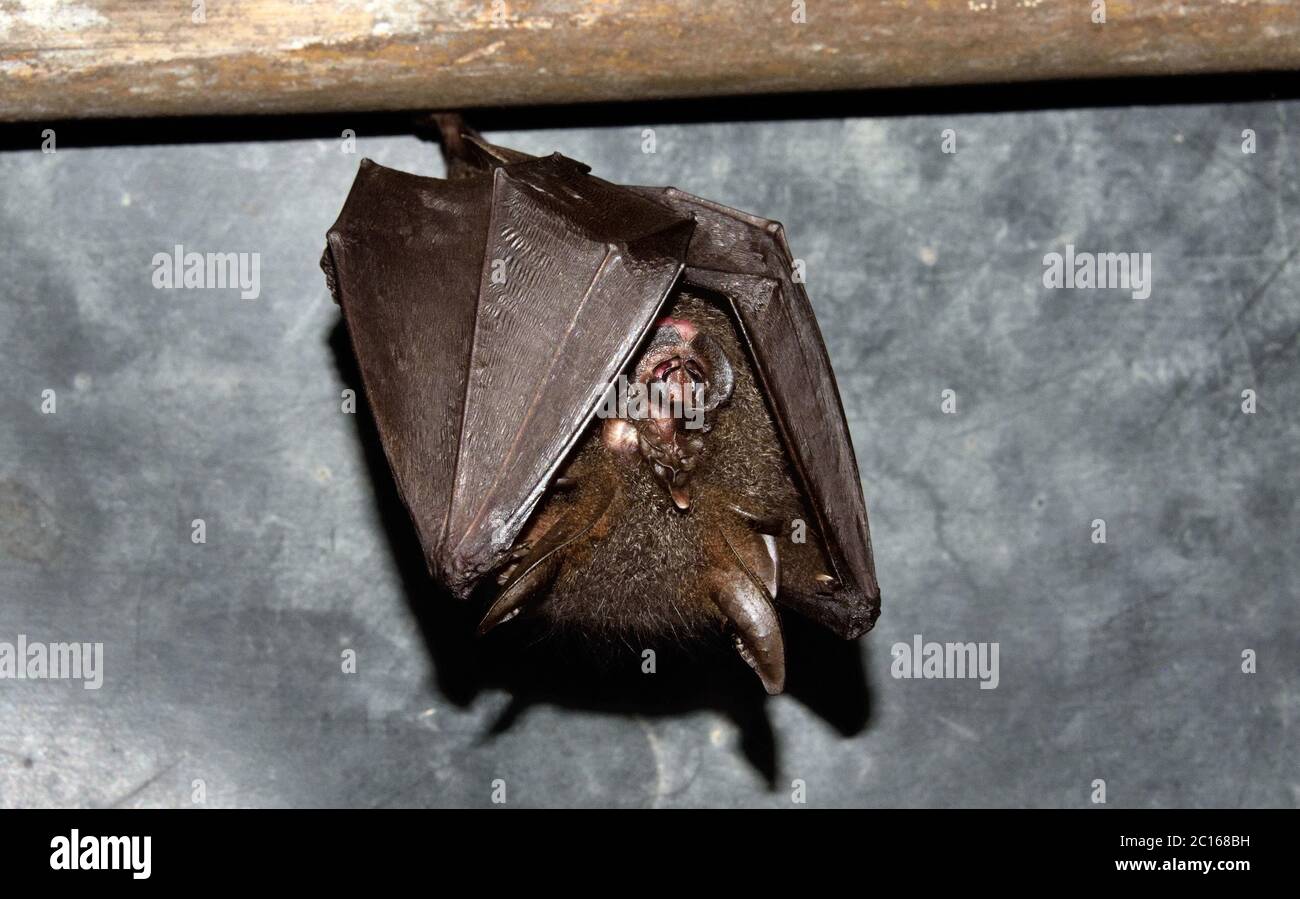A Greater Woolly Horseshoe Bat (Rhinolophus luctus) in it's favourite ...