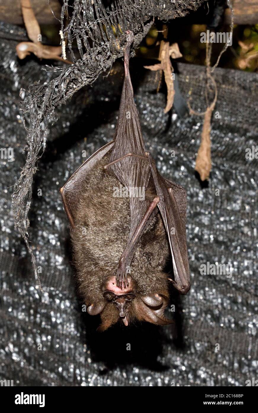 A Greater Woolly Horseshoe Bat (Rhinolophus luctus) licking it's foot a ...