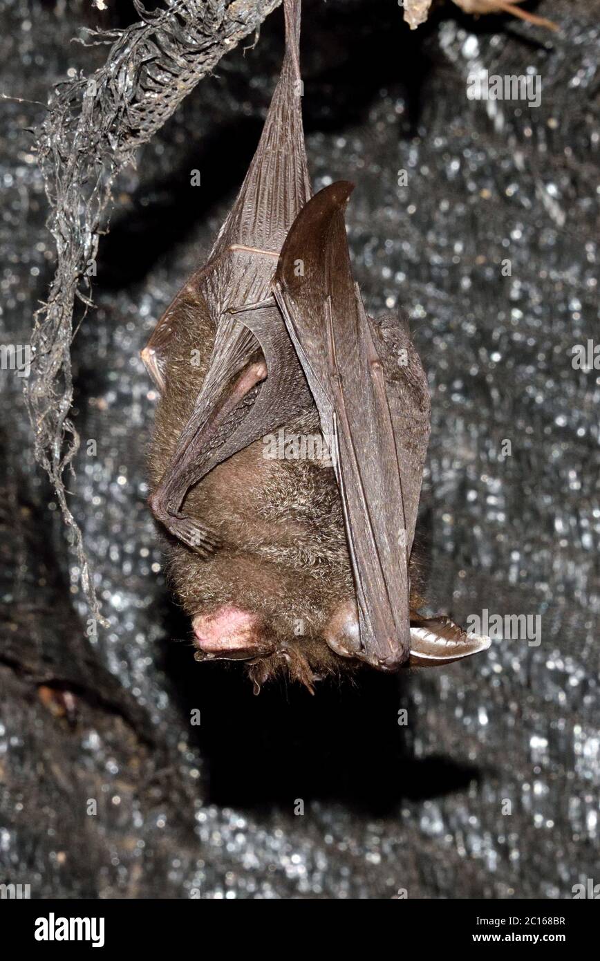 Woolly horseshoe bat hi-res stock photography and images - Alamy