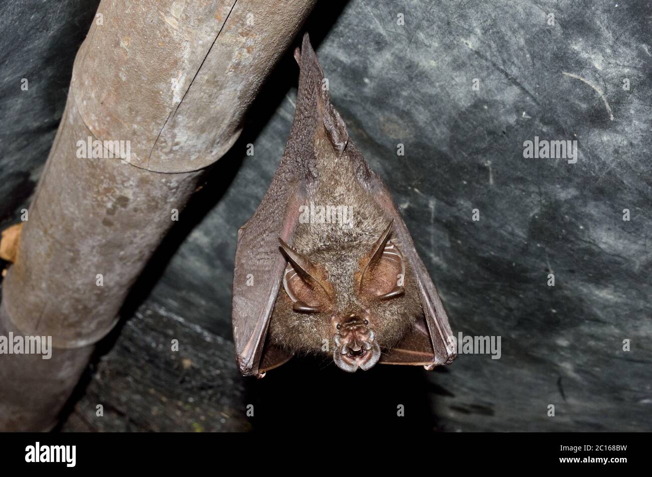 A Greater Woolly Horseshoe Bat (Rhinolophus luctus) in it's favourite ...