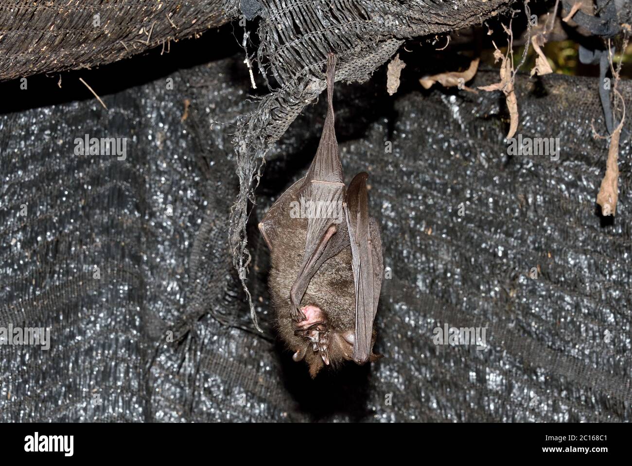 A Greater Woolly Horseshoe Bat (Rhinolophus luctus) licking it's foot a ...
