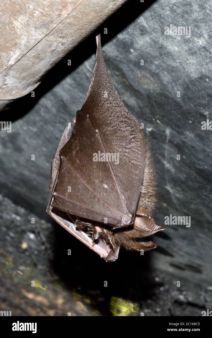 A Greater Woolly Horseshoe Bat (Rhinolophus luctus) in it's favourite ...