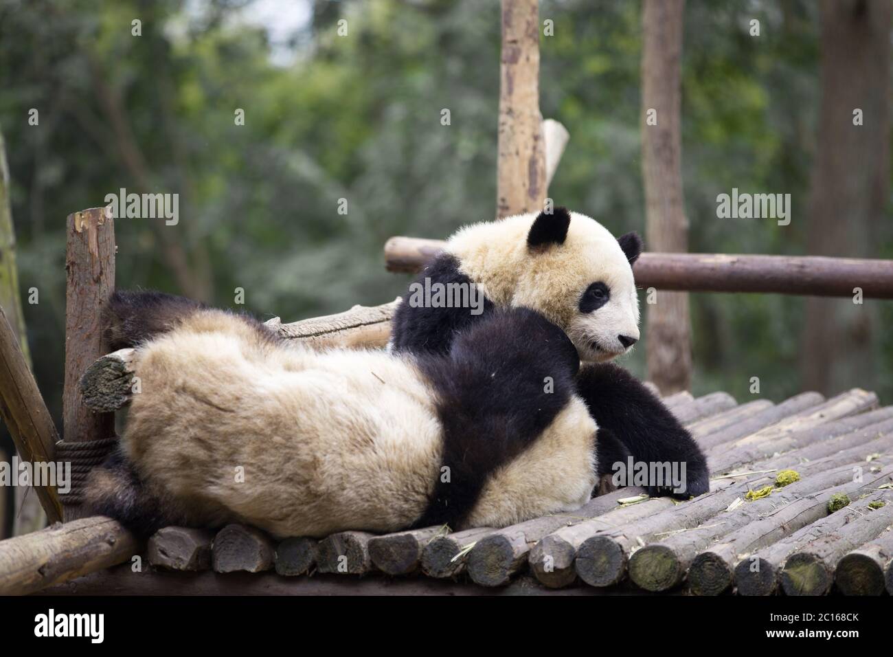 lovely giant panda in zoo Stock Photo - Alamy