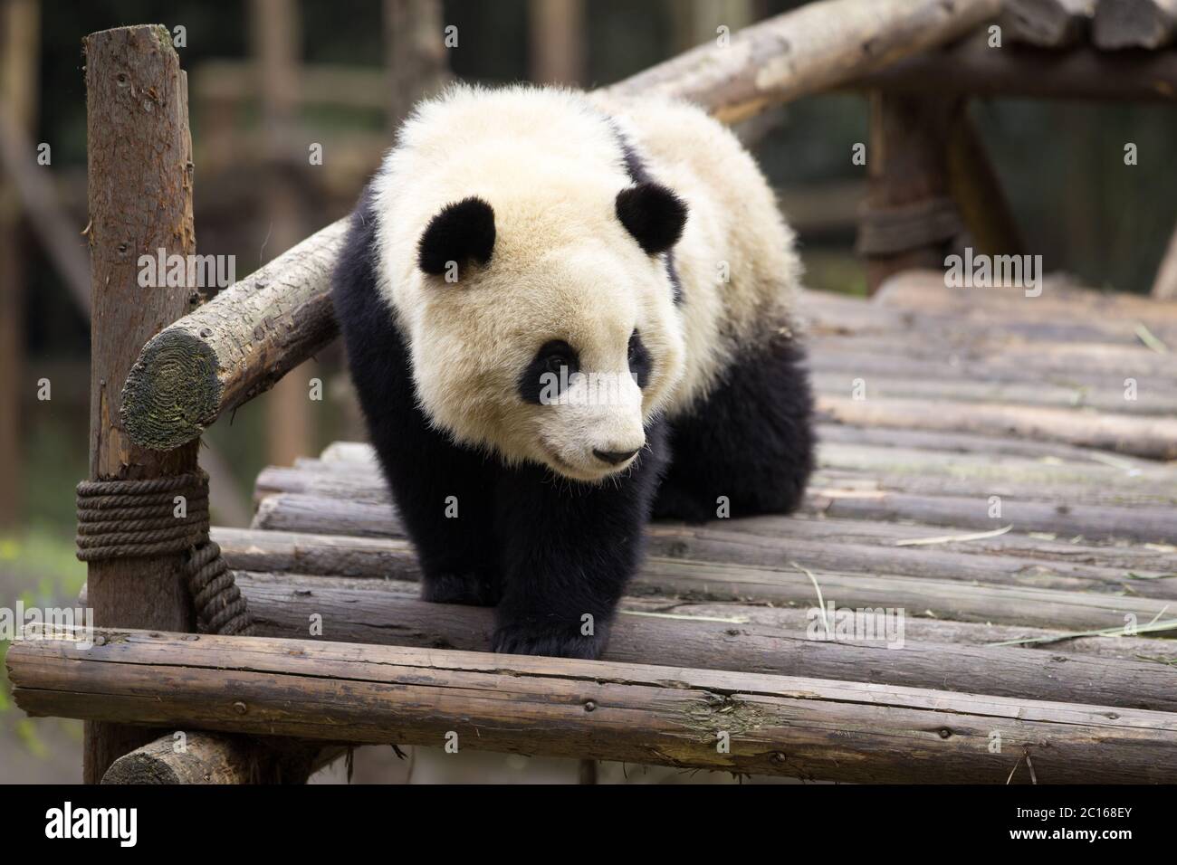 lovely giant panda in zoo Stock Photo - Alamy