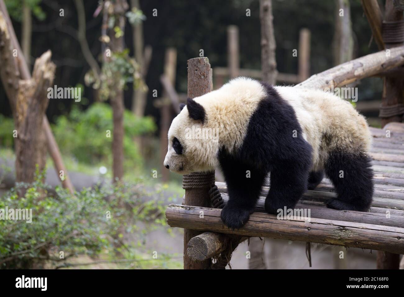 lovely giant panda in zoo Stock Photo - Alamy
