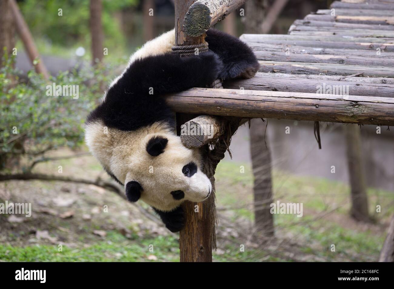lovely giant panda in zoo Stock Photo - Alamy
