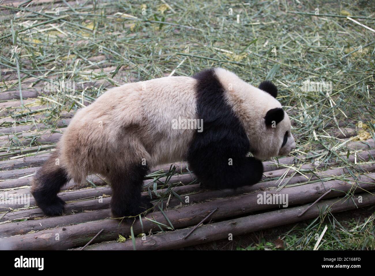 lovely giant panda in zoo Stock Photo - Alamy