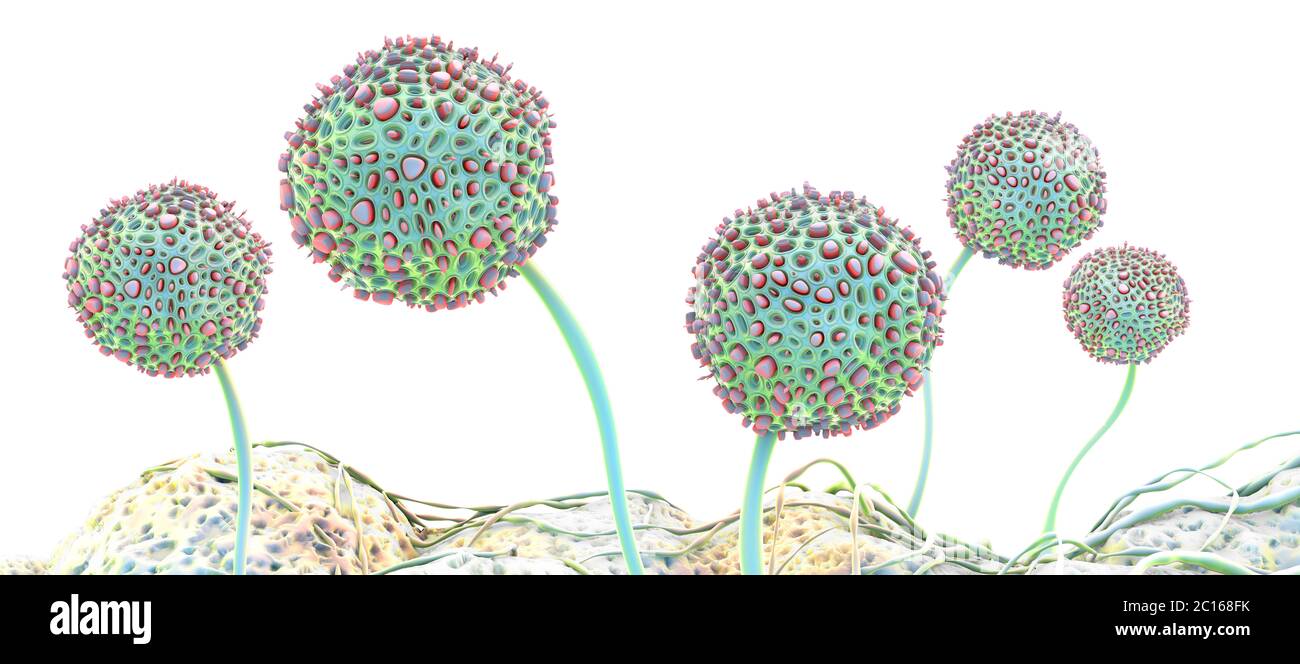 Microscopic image of growing molds or mold fungus and spores - 3d ...