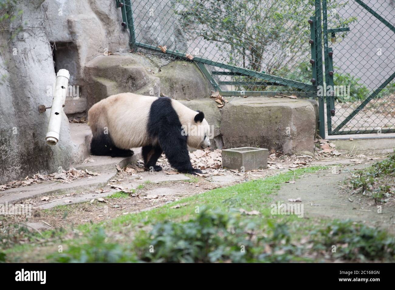 lovely giant panda in zoo Stock Photo - Alamy