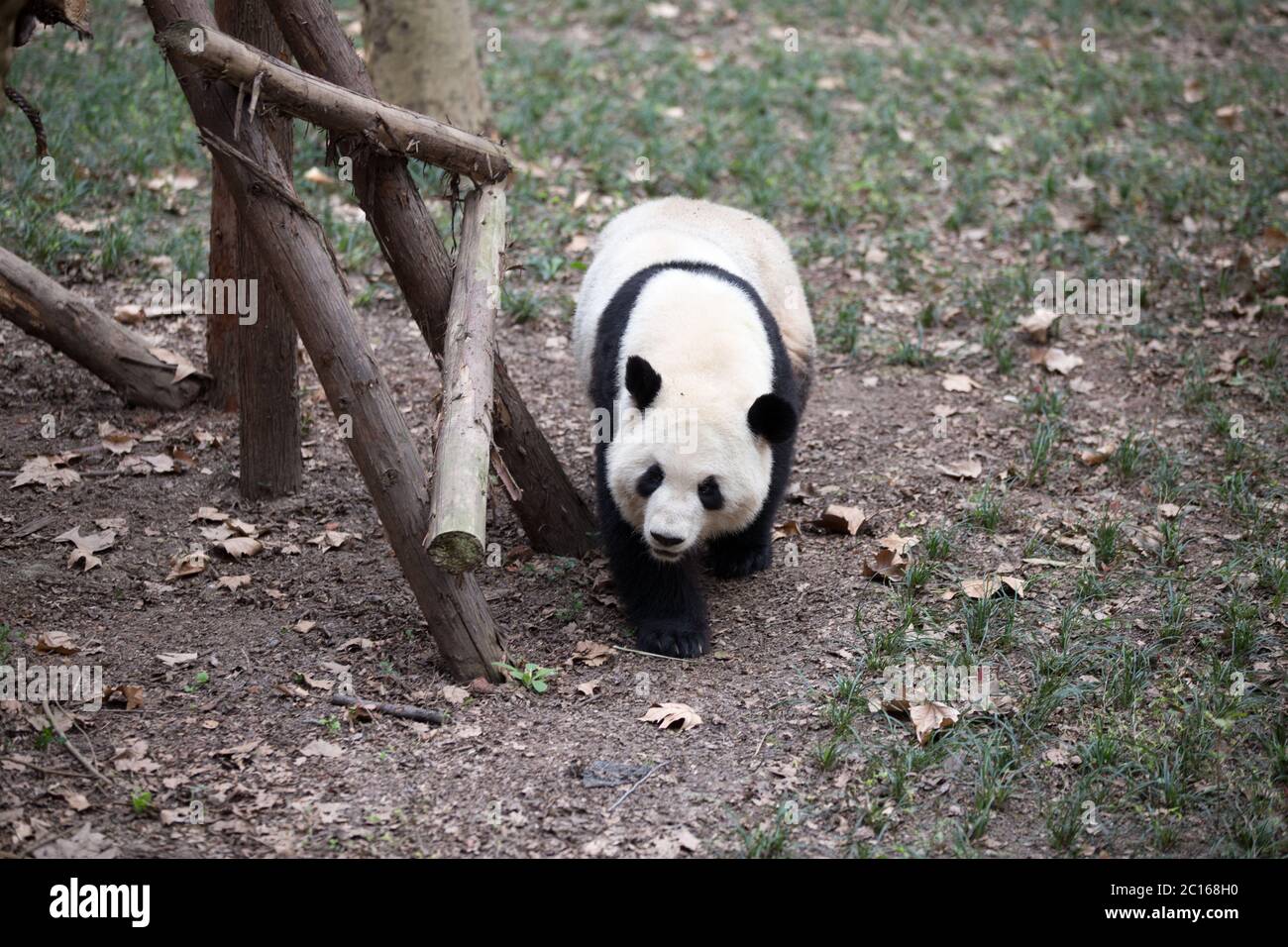 lovely giant panda in zoo Stock Photo - Alamy
