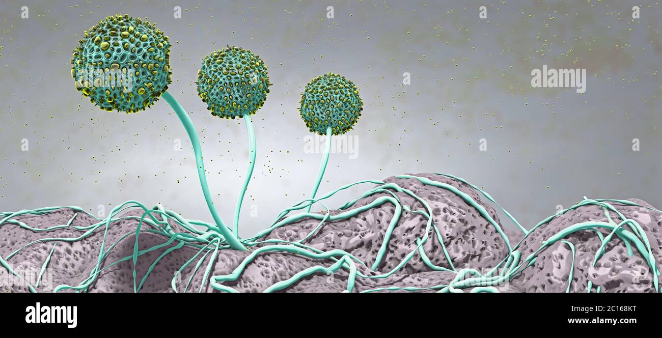 Microscopic image of growing molds or mold fungus and spores - 3d ...