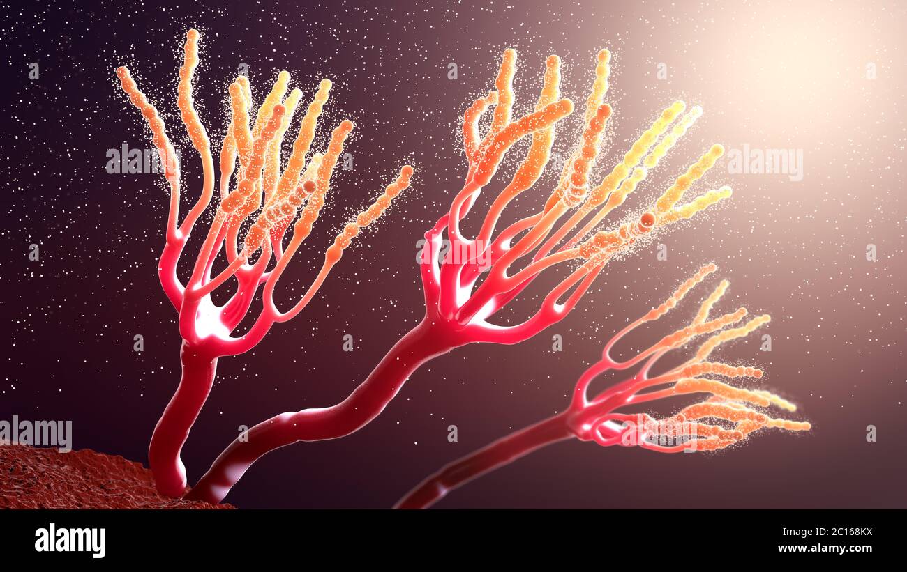 Microscopic illustration of growing molds or mold fungus and spores ...