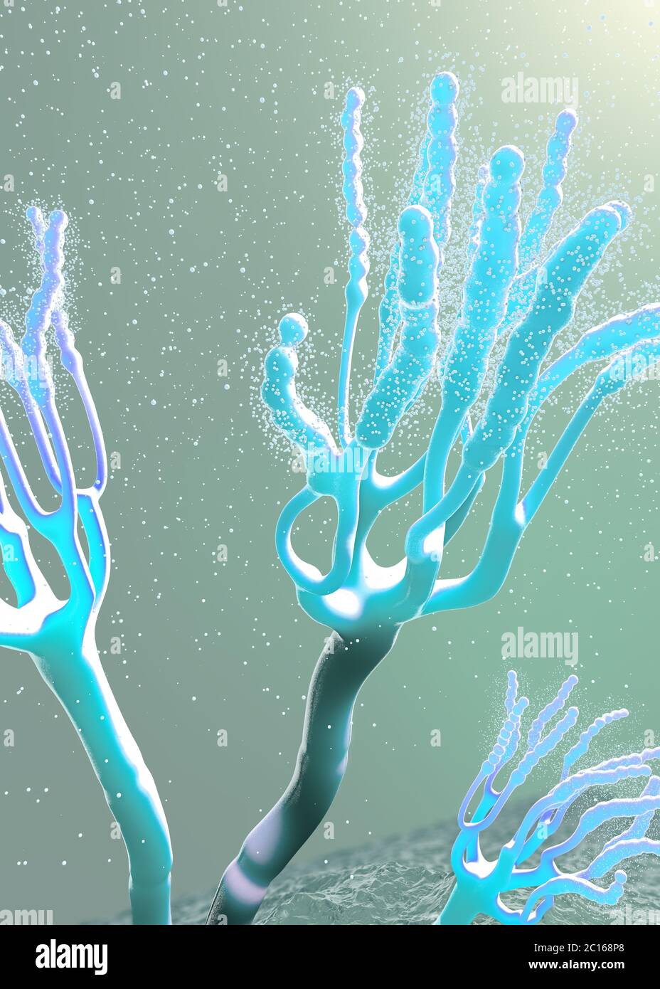 Microscopic illustration of growing molds or mold fungus and spores ...