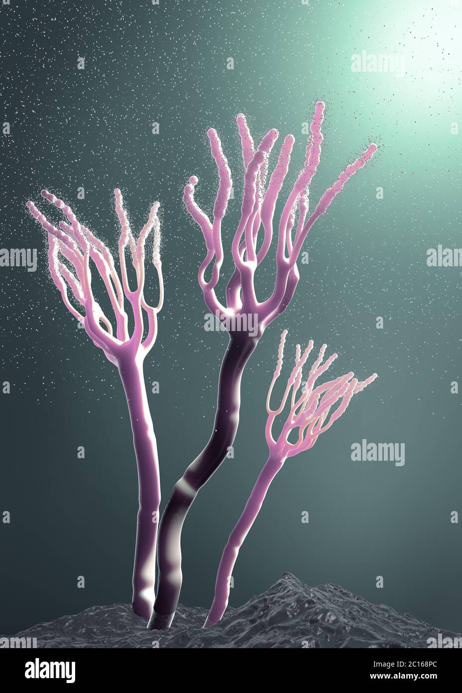 Microscopic illustration of growing molds or mold fungus and spores ...