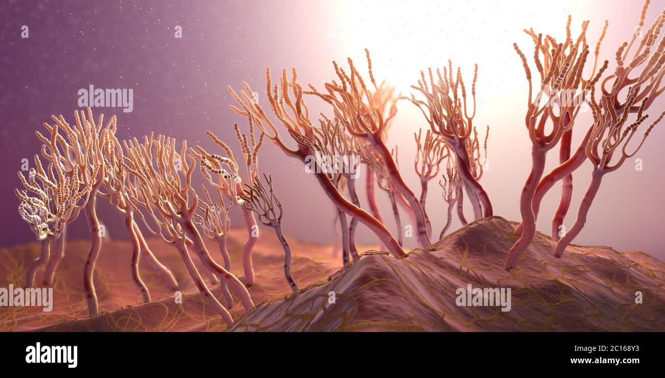 Microscopic illustration of growing molds or mold fungus and spores ...