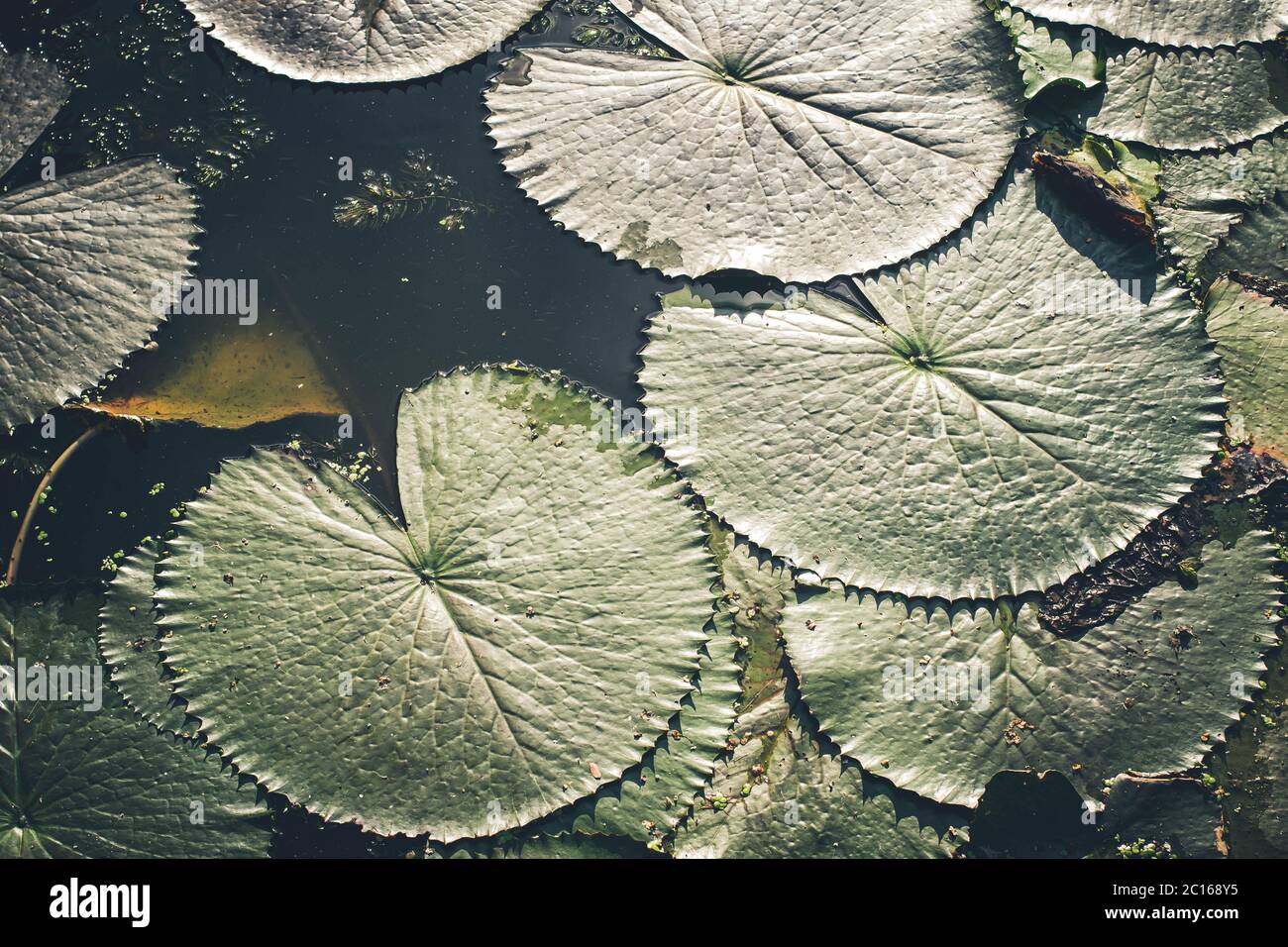 Green lotus leaves texture abstract background. Lotus leaves on water ...