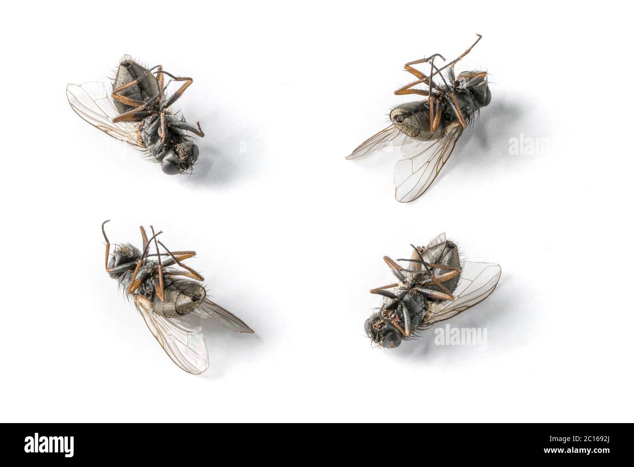 Dead flies hi-res stock photography and images - Alamy