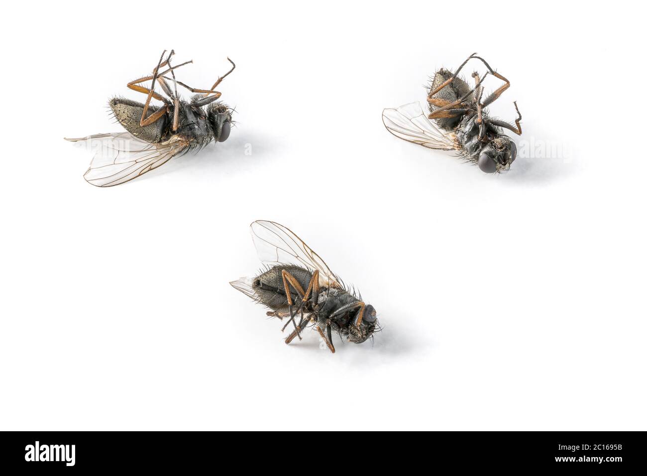Dead flies hi-res stock photography and images - Alamy