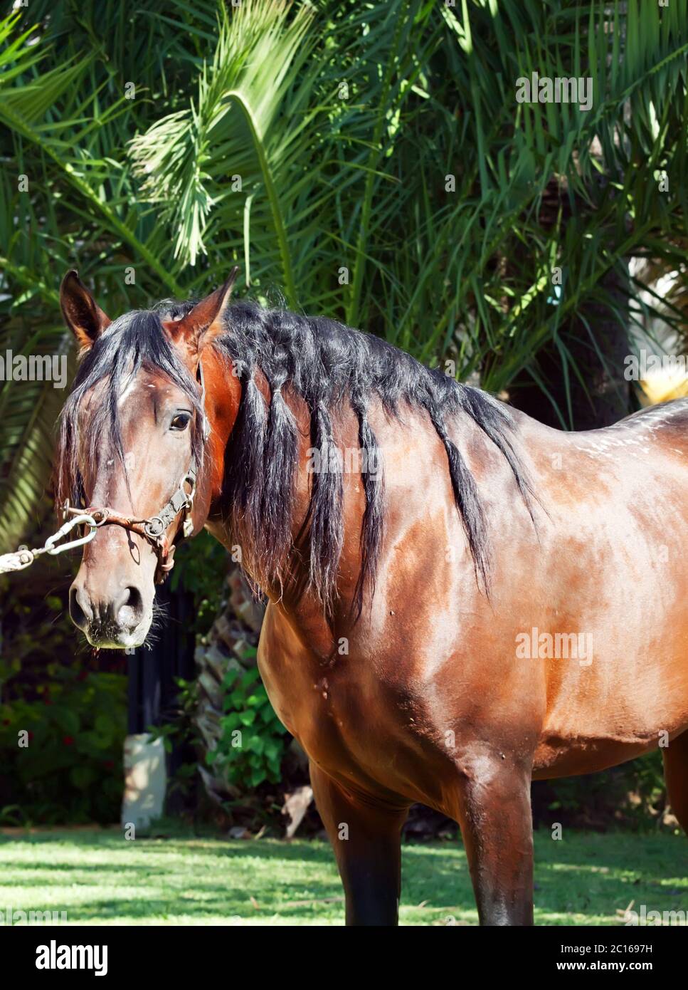 portrait of Andalusian bay stallion Stock Photo - Alamy