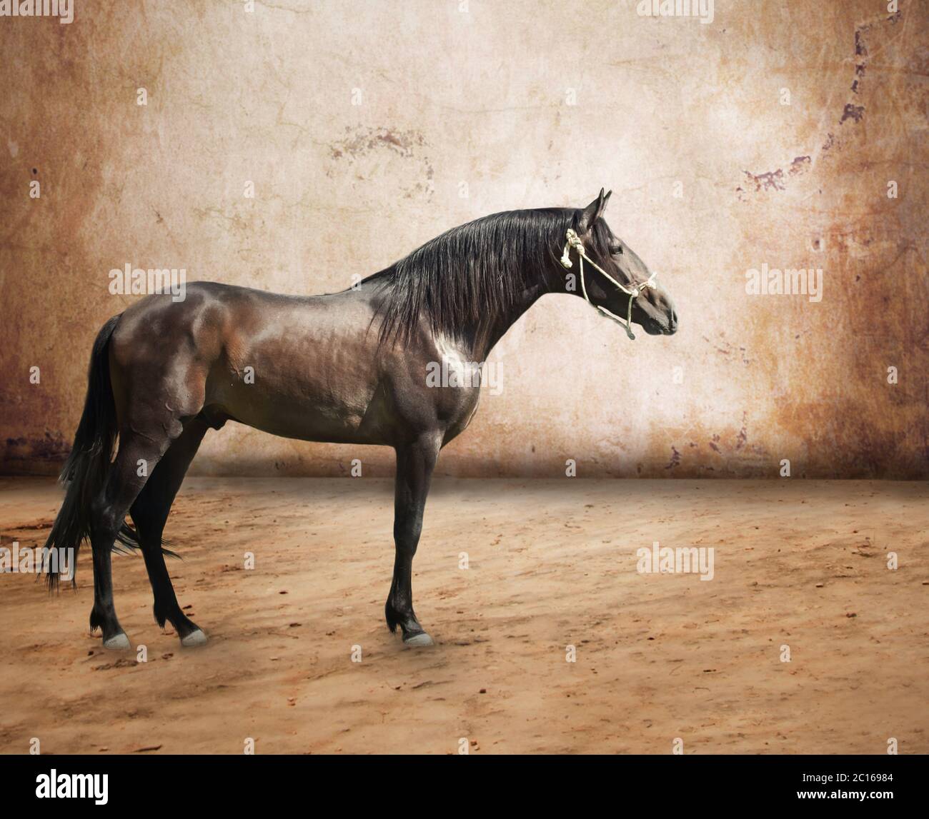 Andalusian breed stallion at abstract background Stock Photo - Alamy