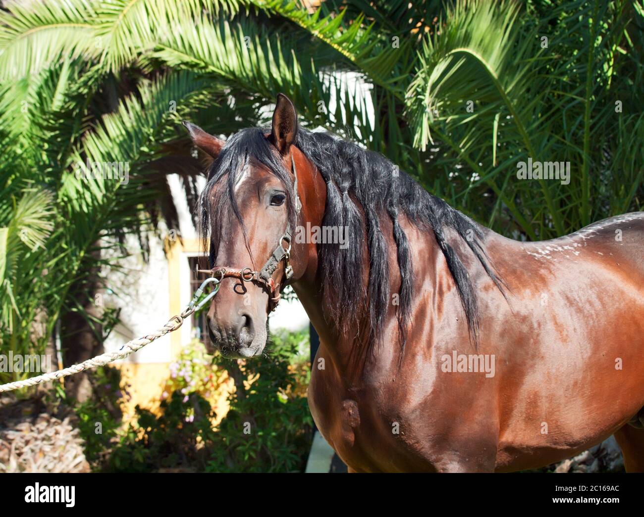 portrait of beautiful purebred Andalusian bay stallion Stock Photo - Alamy