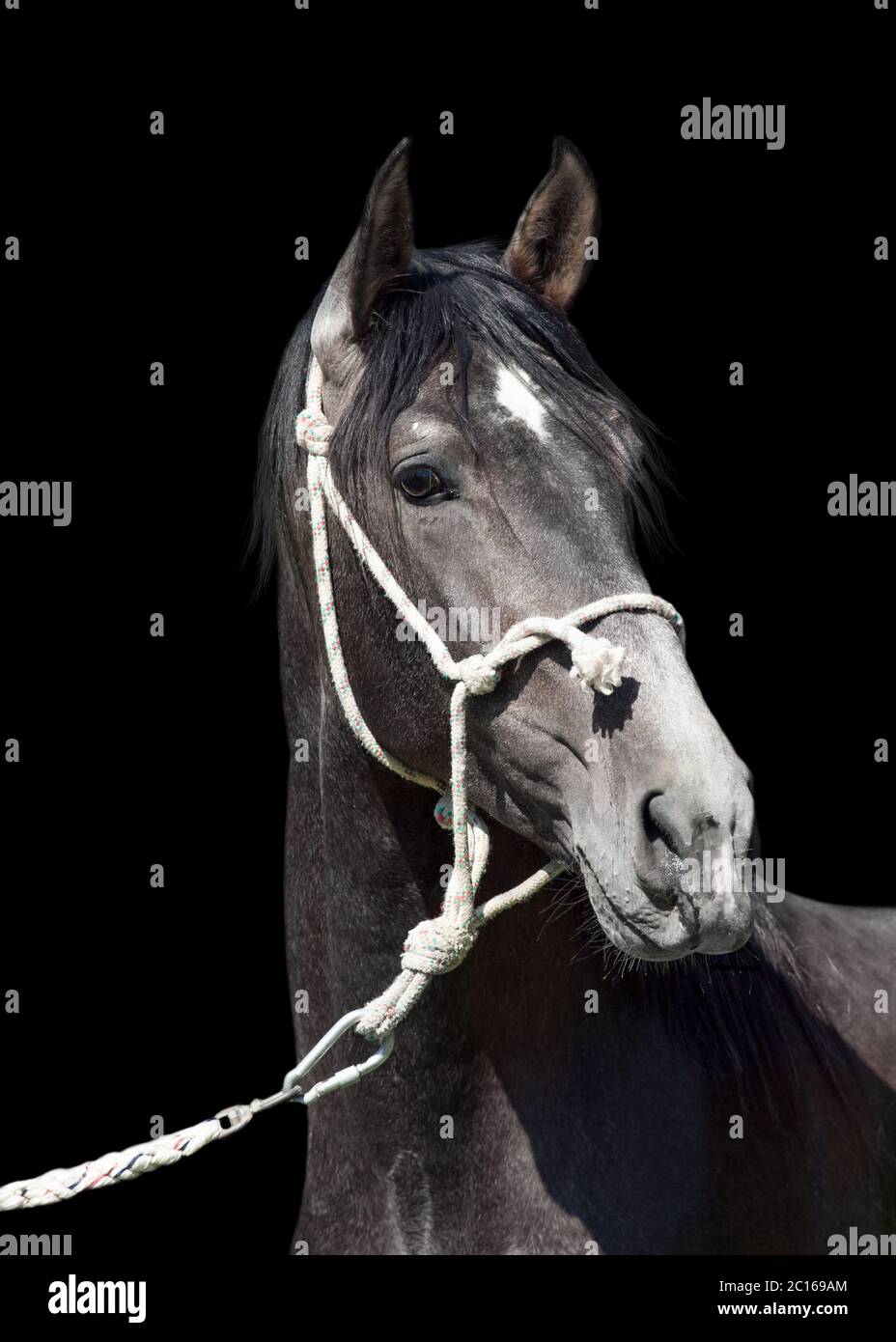 Andalusian breed grey stallion isolated on black. Spain Stock Photo - Alamy