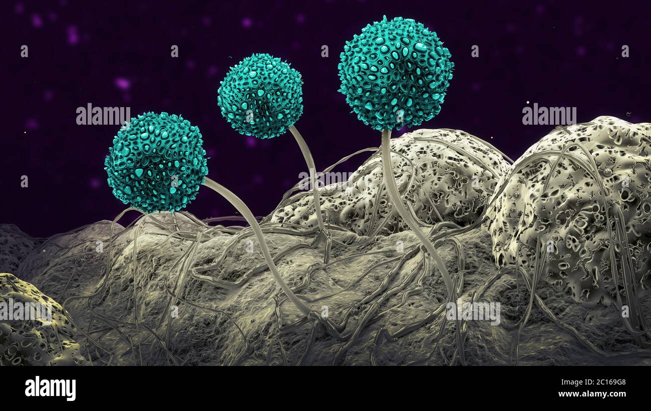 Mold spores hi-res stock photography and images - Alamy