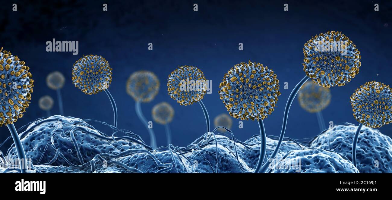 Microscopic image of growing molds or mold fungus and spores - 3d ...