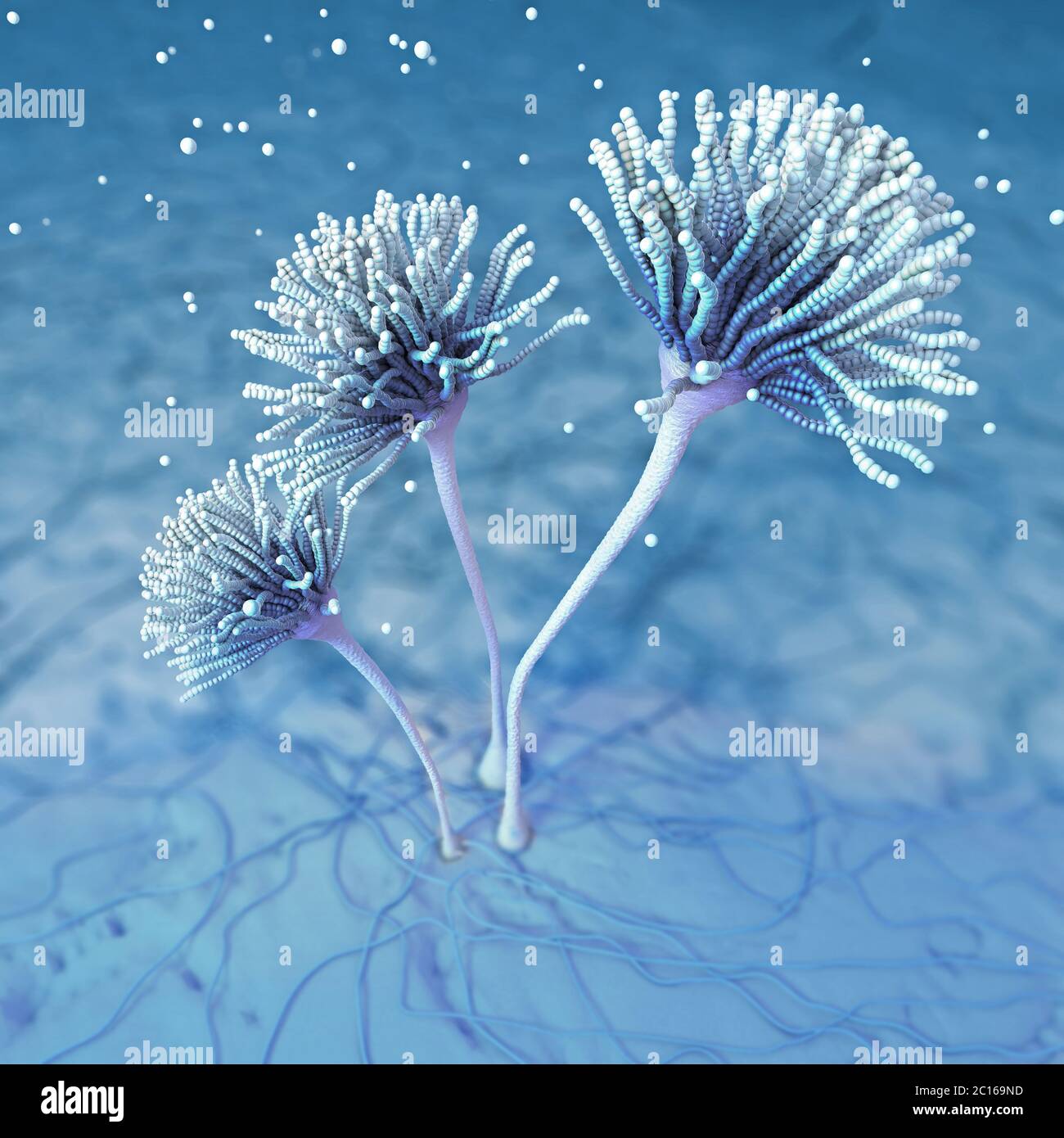 Microscopic image of growing molds or mold fungus and spores - 3d ...