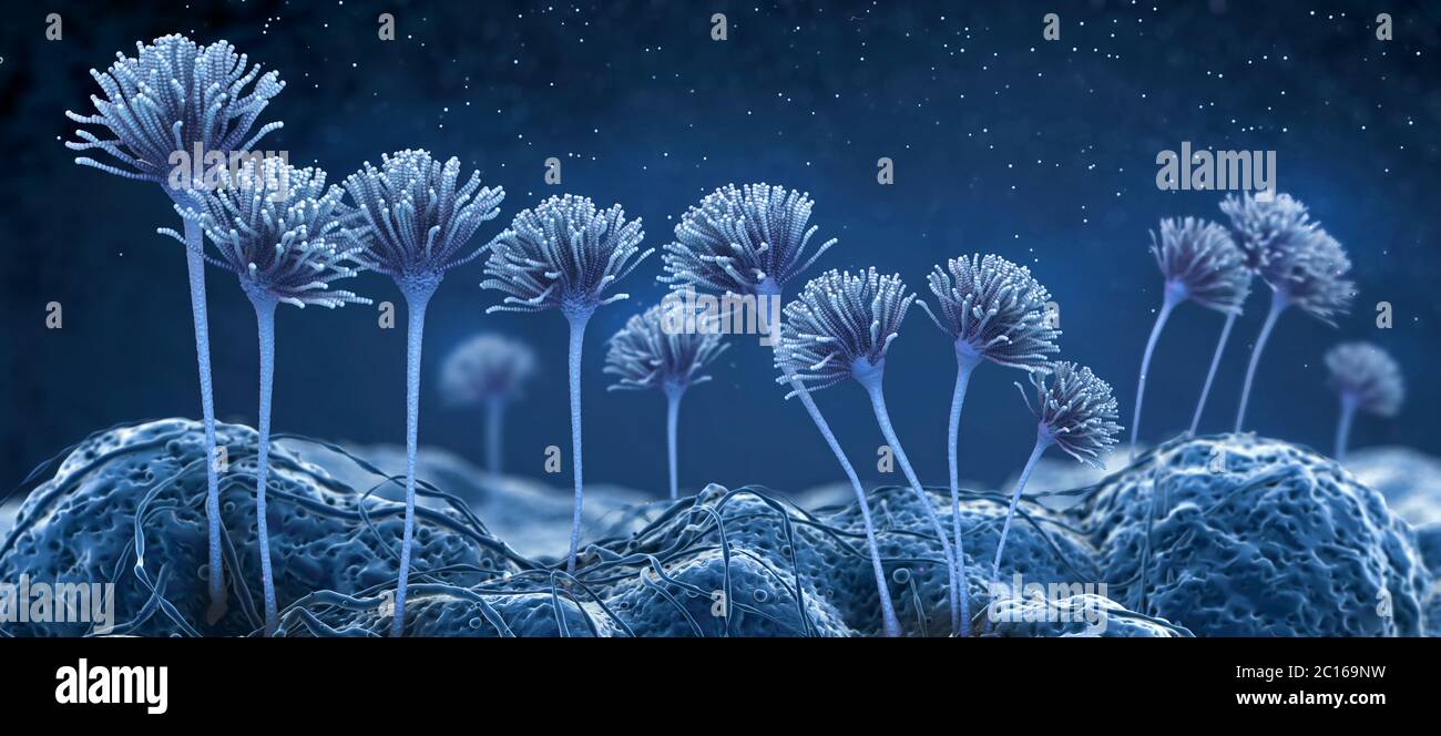 Microscopic image of growing molds or mold fungus and spores - 3d ...