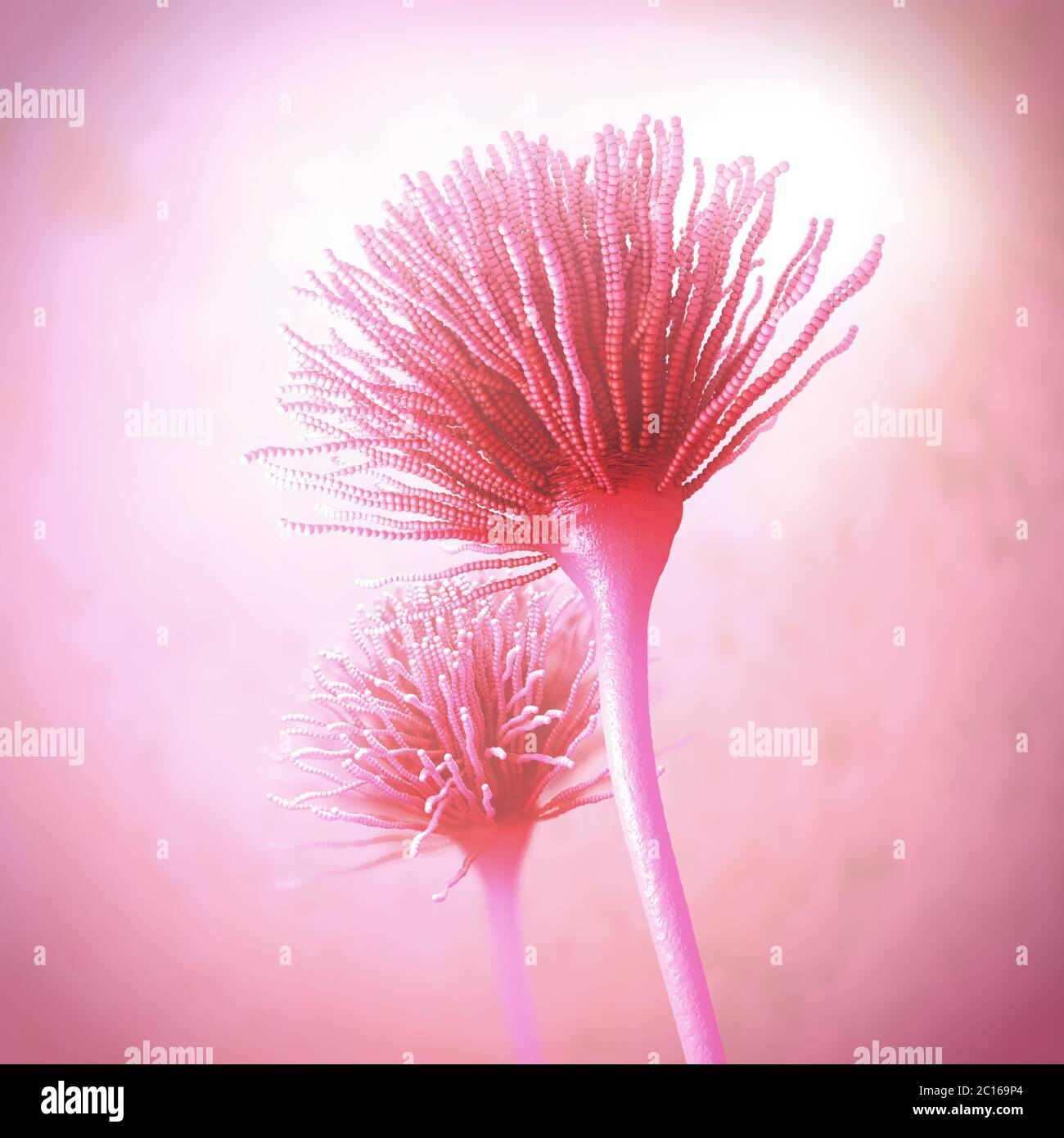 Microscopic image of growing molds or mold fungus and spores - 3d ...