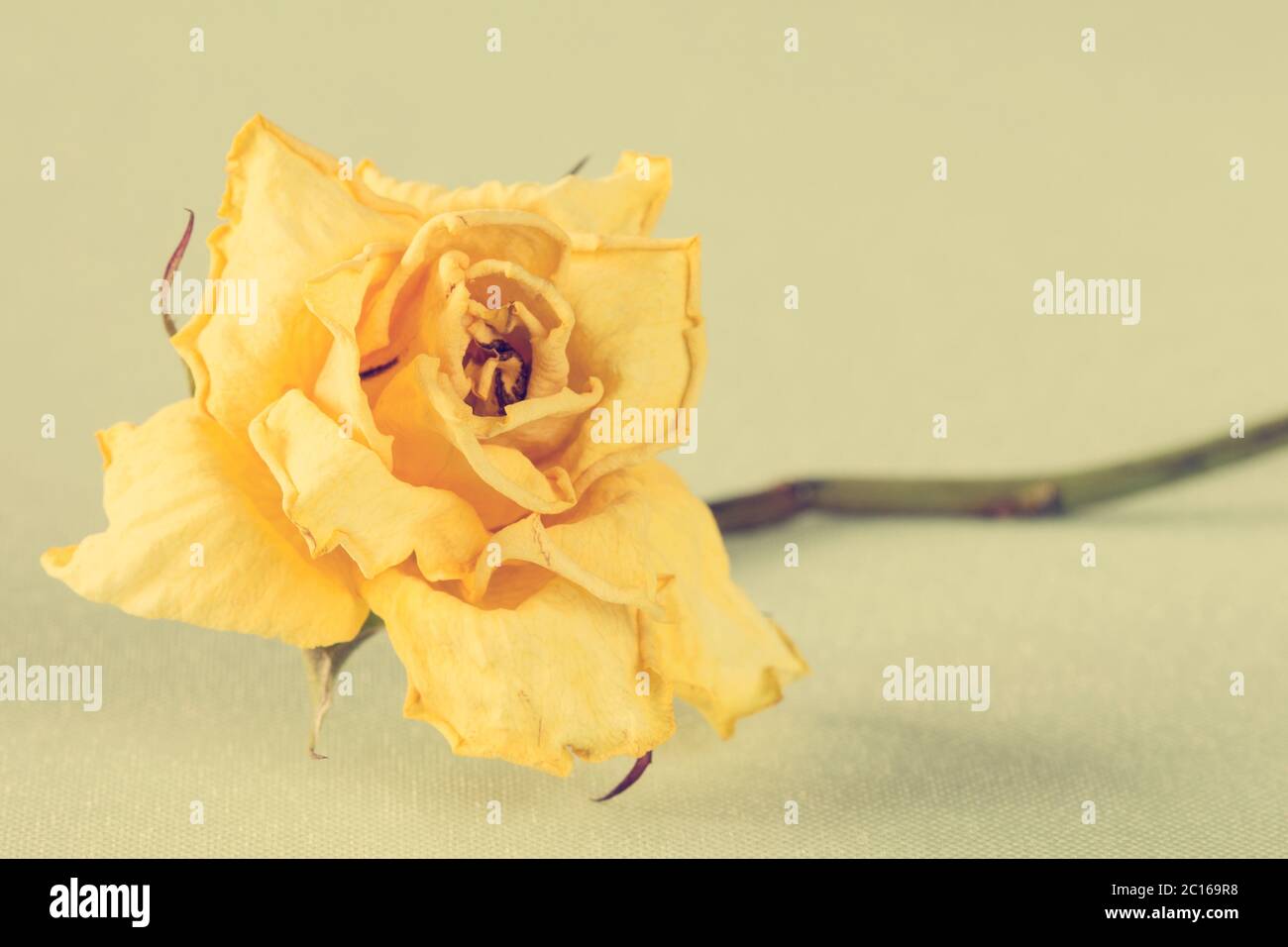 Dry yellow rose,vintage color tone Stock Photo - Alamy