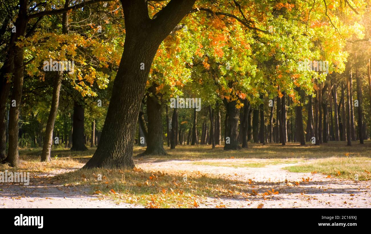 beautiful big oak tree with falling yellow leaves in autumn forest ...