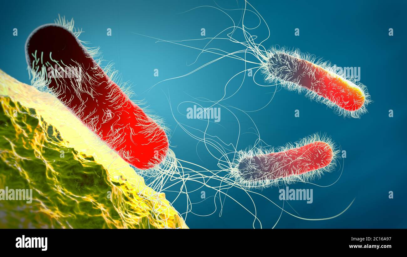 Pseudomonas Aeruginosa Gram Stain