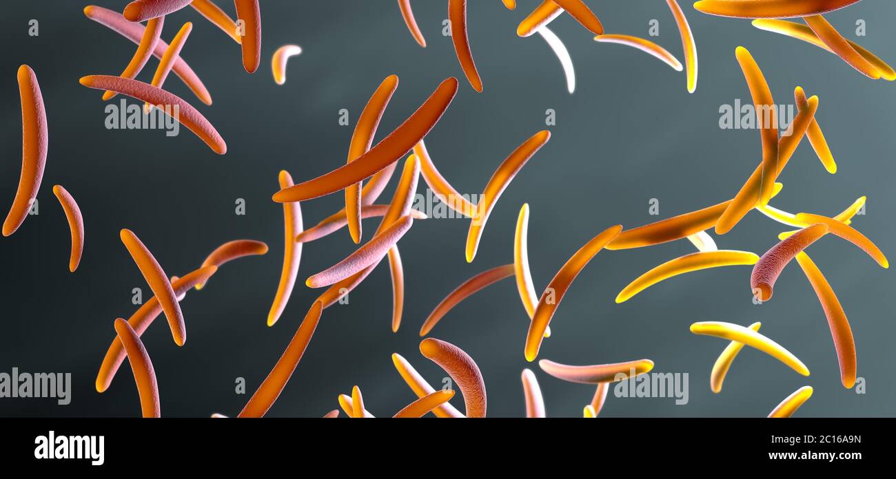 Sporozoites hi-res stock photography and images - Alamy