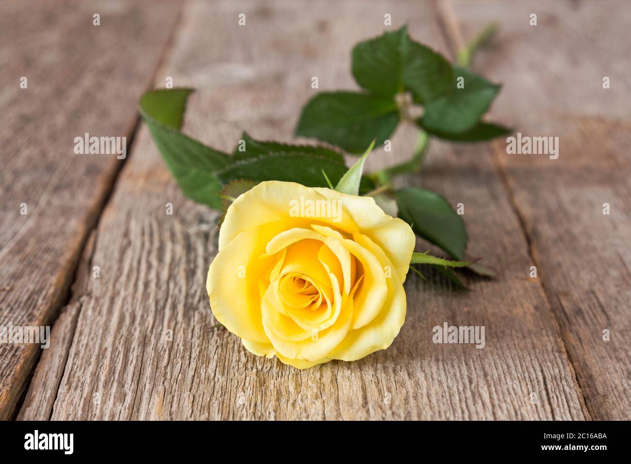 Rose lying hi-res stock photography and images - Alamy