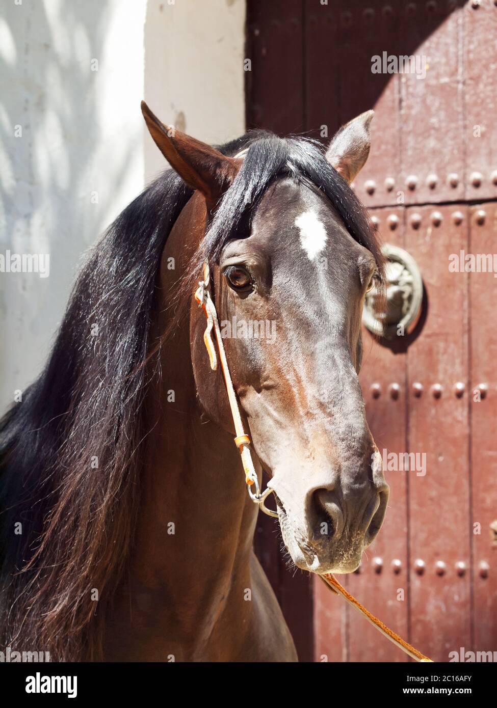 Bay stallion hi-res stock photography and images - Alamy