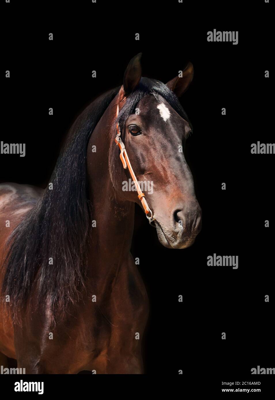 Andalusian breed bay stallion isolated on black Stock Photo - Alamy