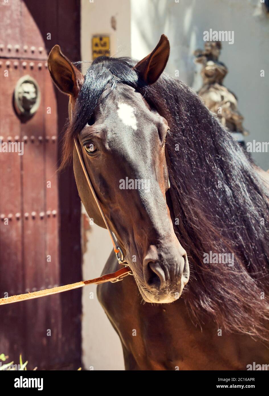 Bay stallion hi-res stock photography and images - Alamy