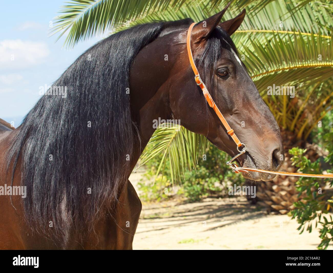 portrait of amazing Andalusian bay stallion Stock Photo - Alamy