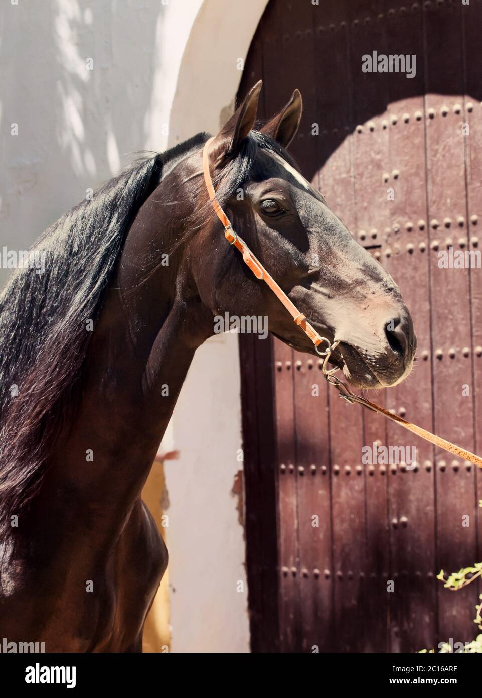 portrait of Andalusian breed stallion at door background. Spain Stock ...