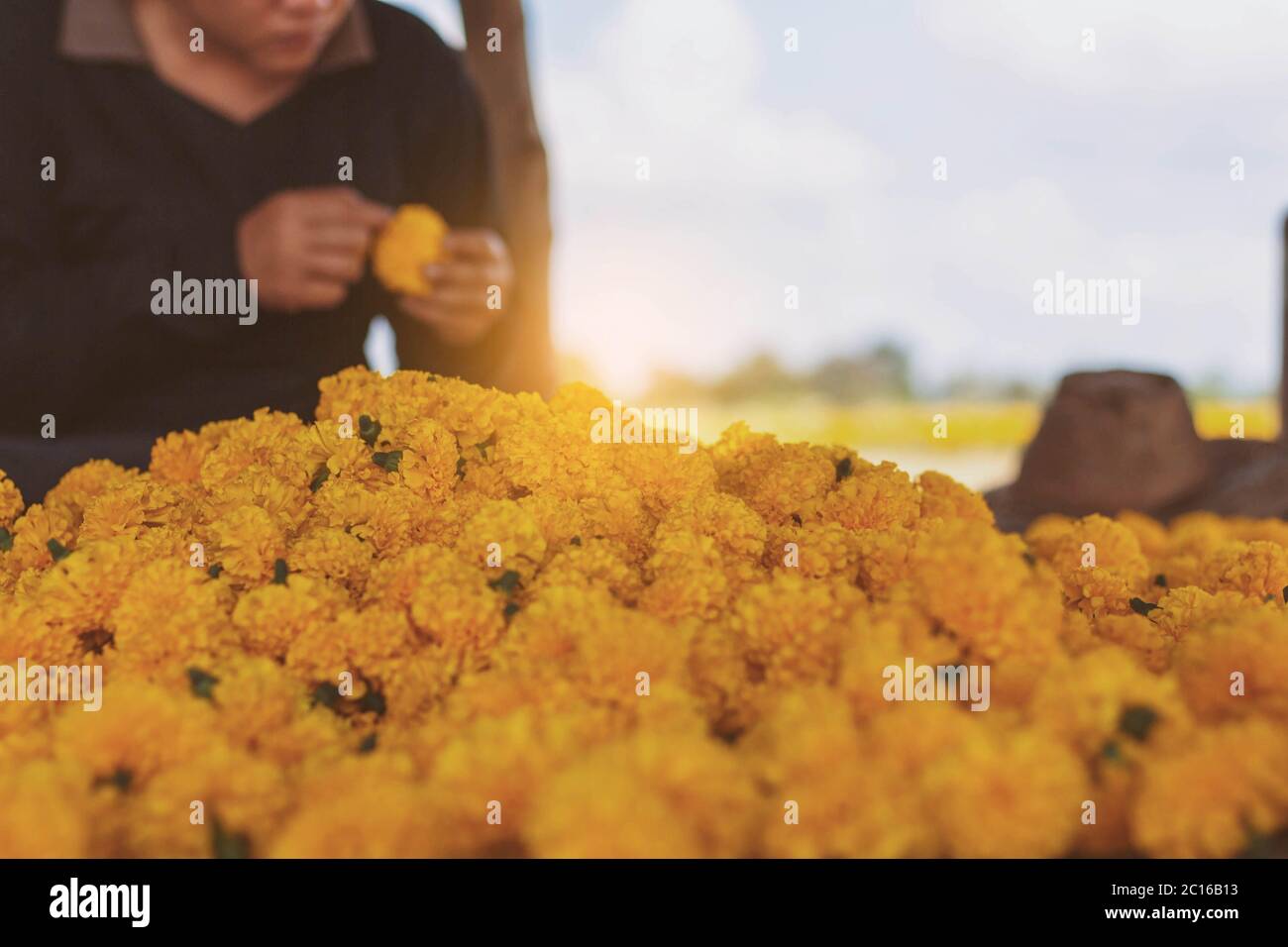 Choosing orange hi-res stock photography and images - Alamy Choosing orange hi-res stock photography and images - Alamy