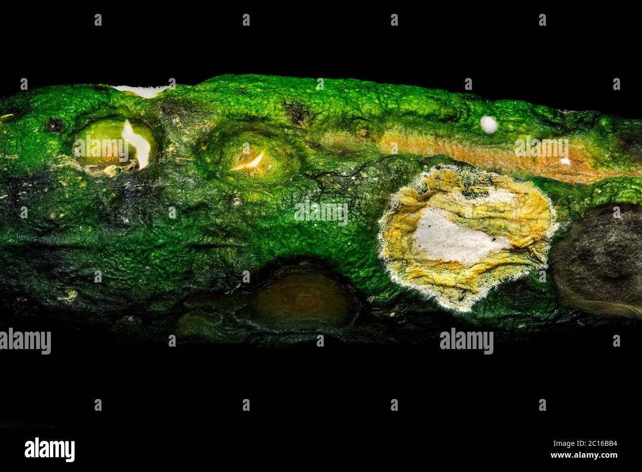 Decaying food hi-res stock photography and images - Alamy