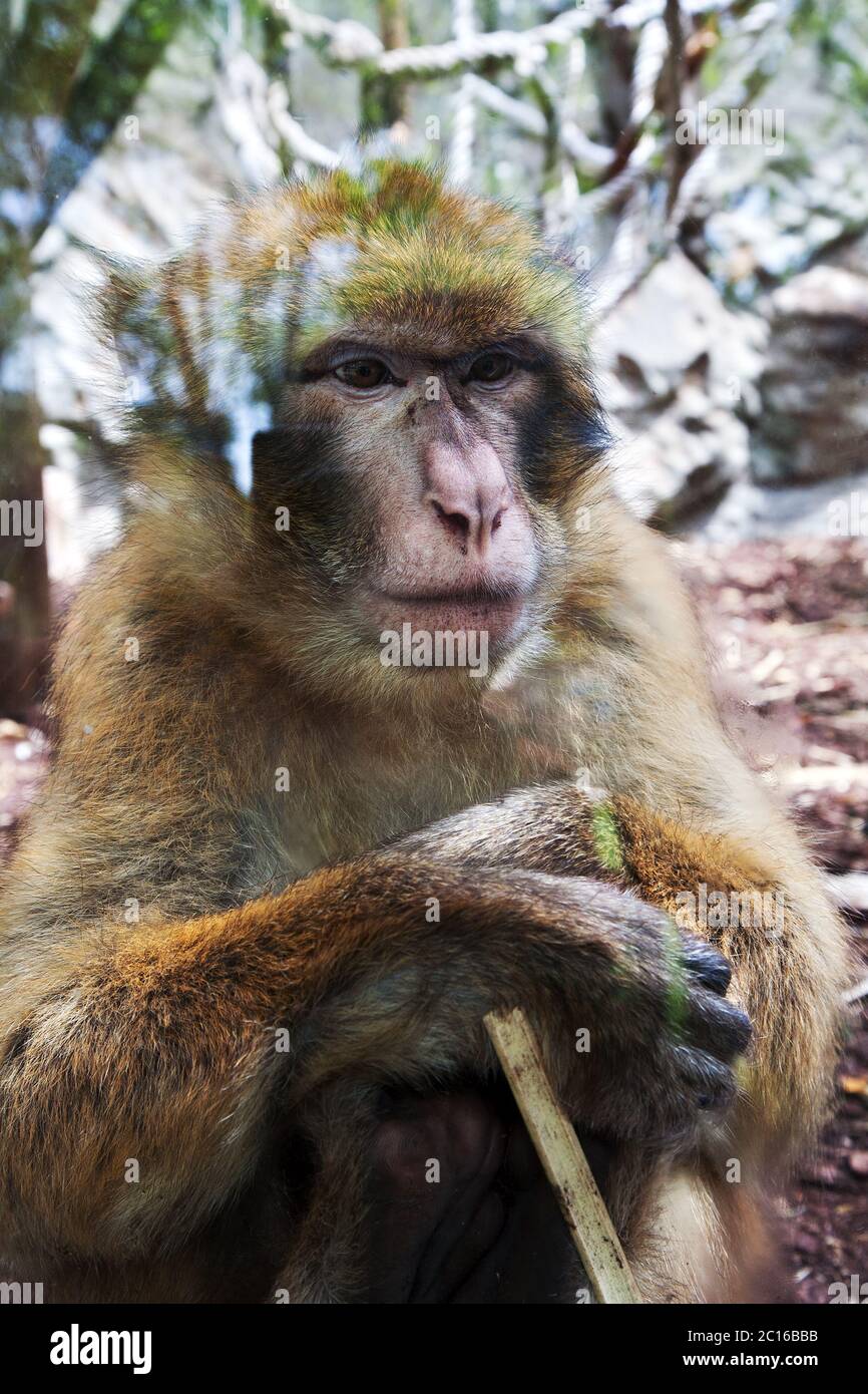 Barbary macaque, Barcelona zoo, Barcelona, Spain Stock Photo - Alamy