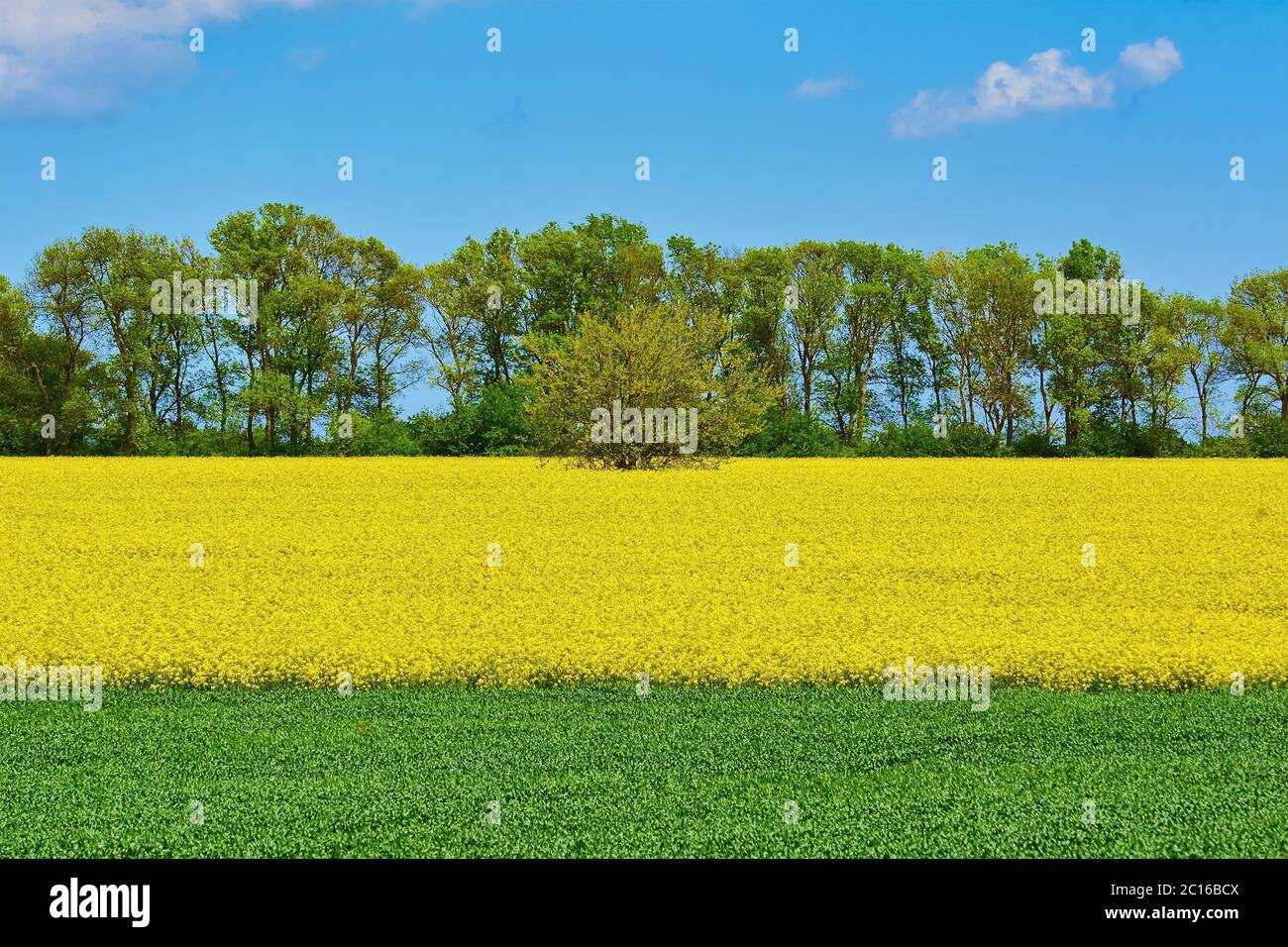 Field of Colza and Wheat Stock Photo - Alamy