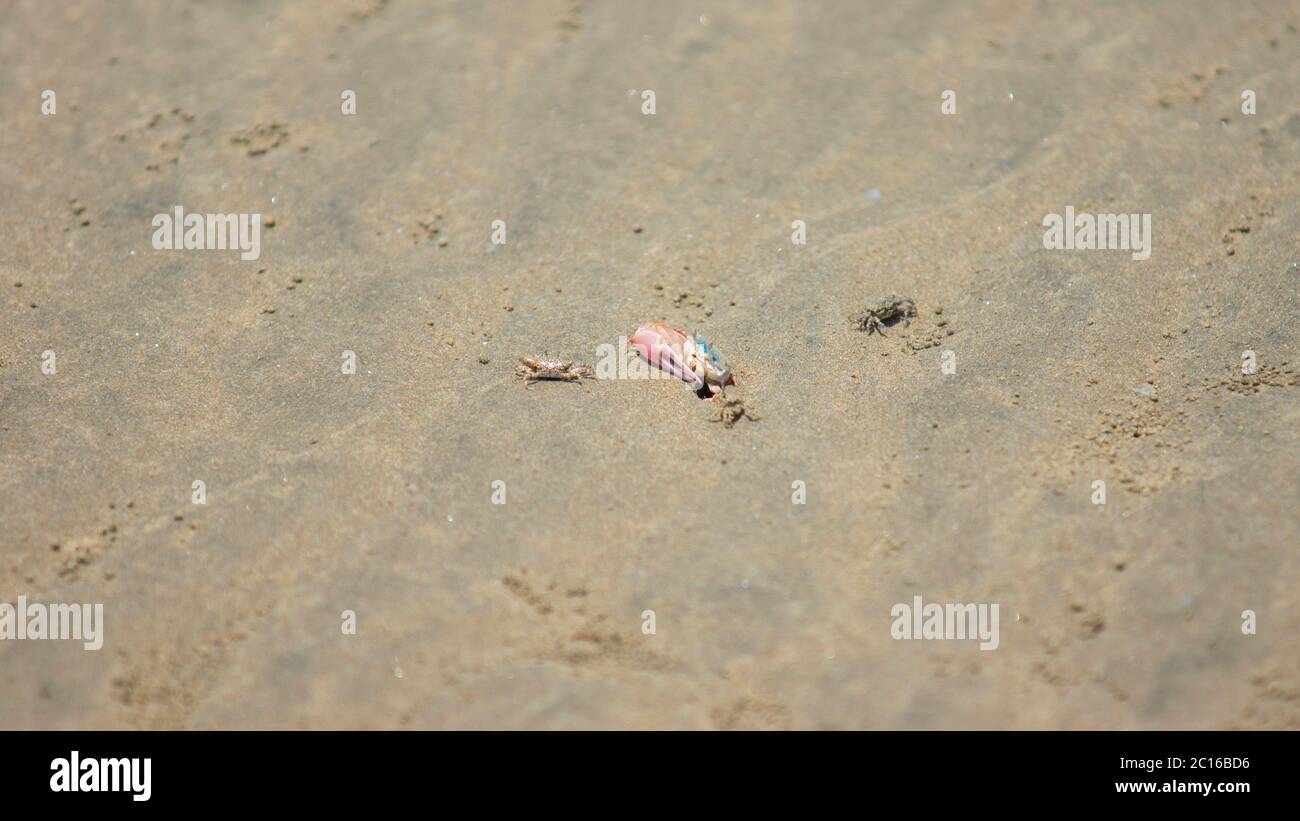 Small fiddler crab entering a hole in the beach sand. Scientific Name ...