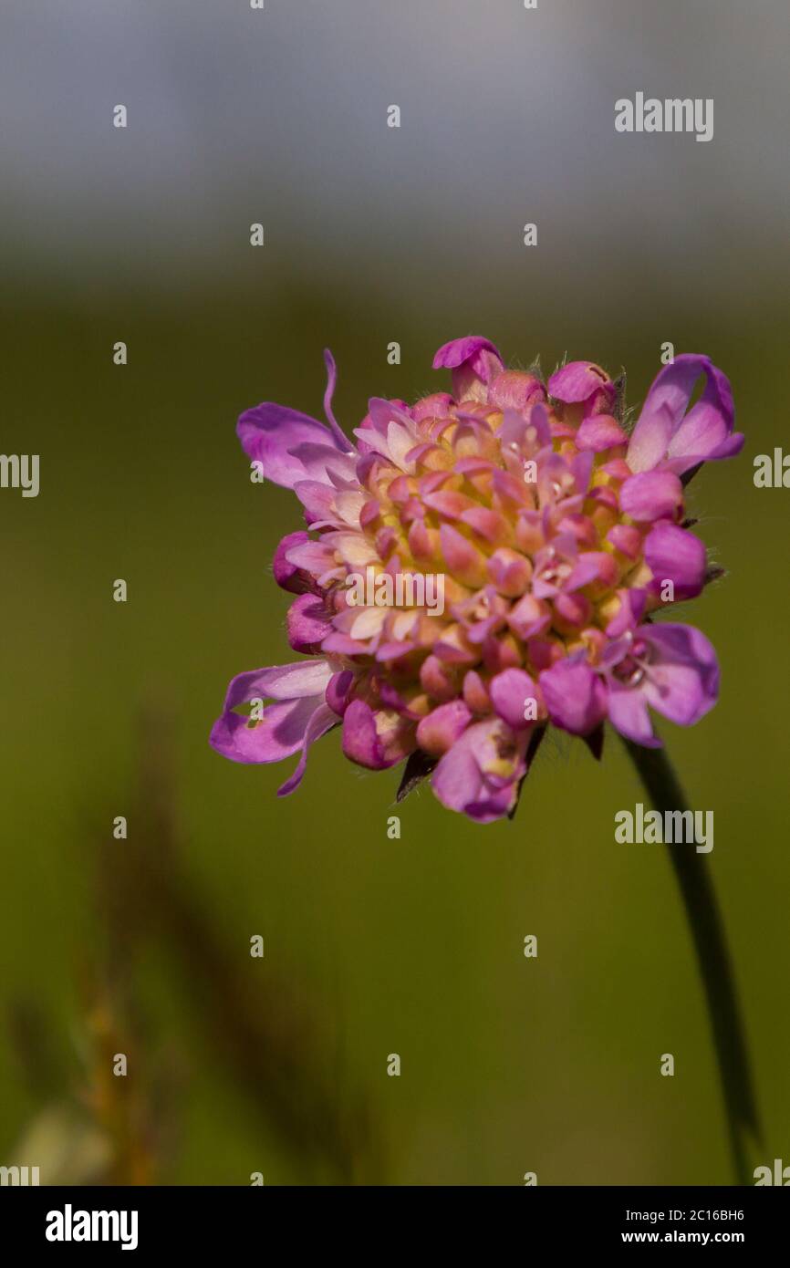 Clover lee hi-res stock photography and images - Alamy