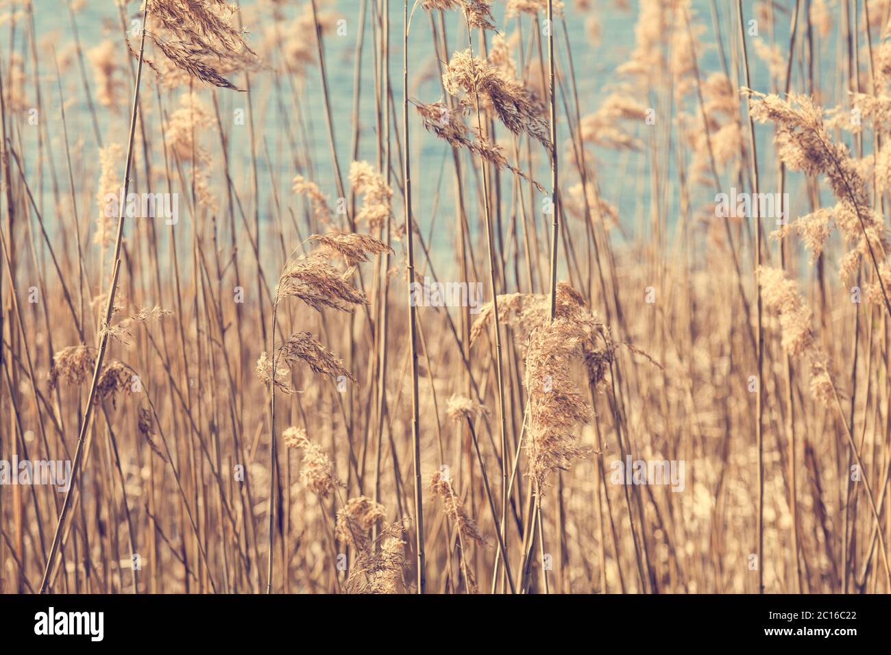 Dried out reeds hi-res stock photography and images - Alamy
