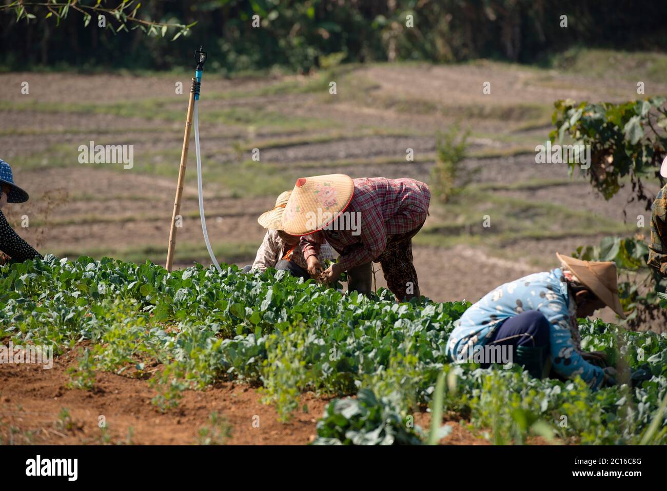 Indigenous Hmong villagers harvesting crops near their village in Mae ...
